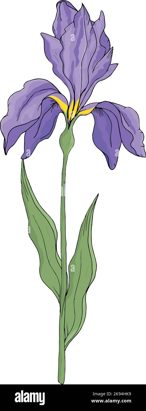 Iris on white background. Hand drawn vector illustration. Flower ...