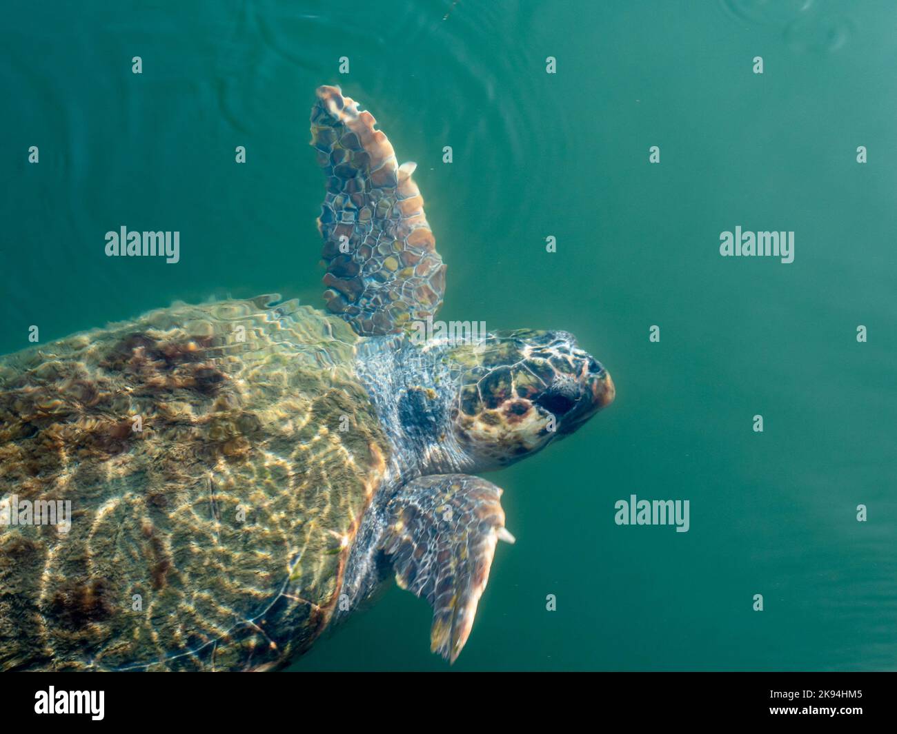 A seaturtle swimming in the coast of Argostoli, Greece Stock Photo - Alamy