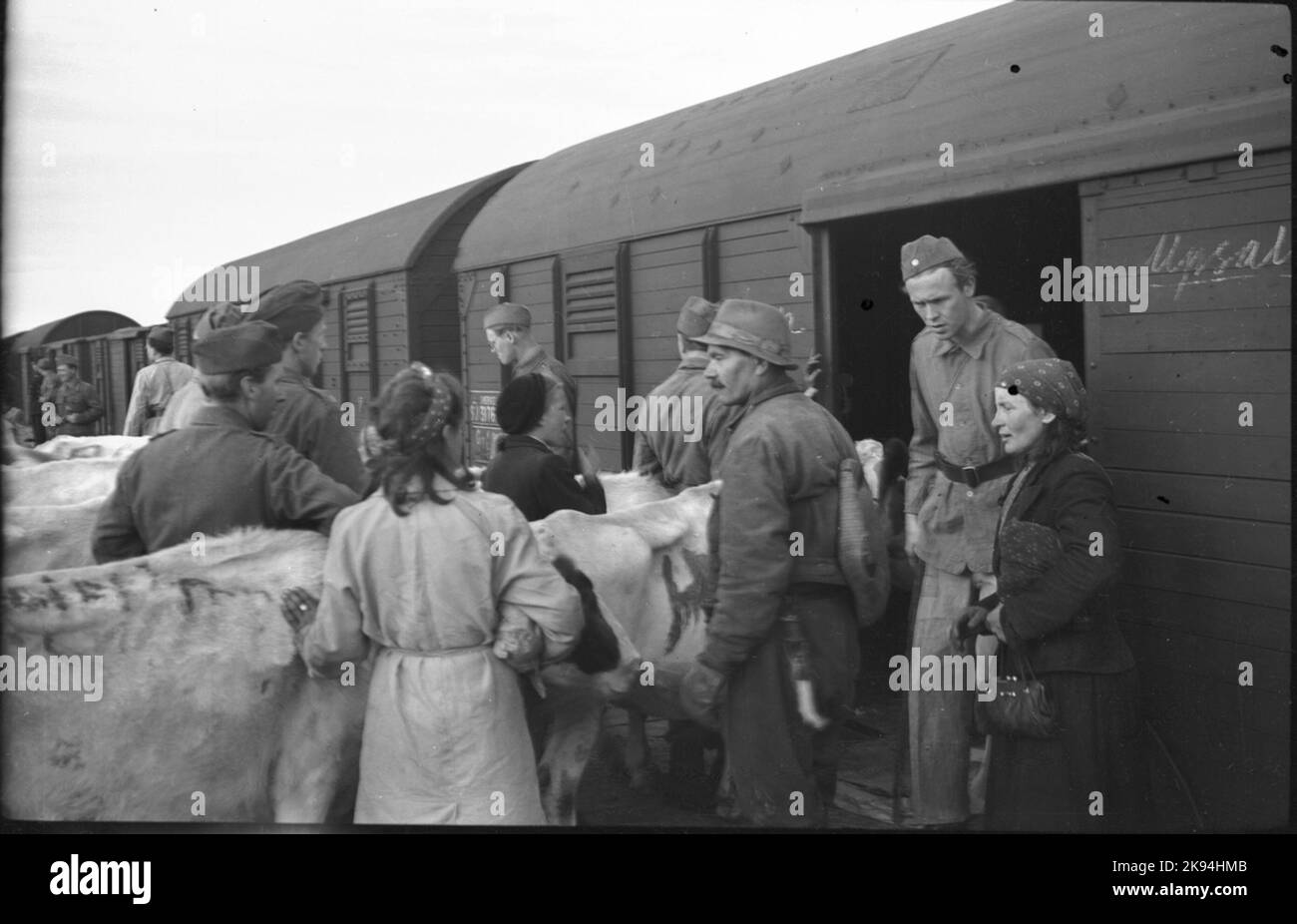 Evacuation of Finnish refugees, autumn 1944. SJ GRB 3176X Stock Photo ...