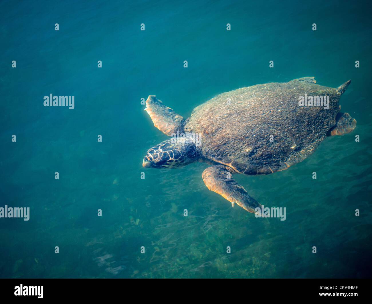 A seaturtle swimming in the coast of Argostoli, Greece Stock Photo - Alamy