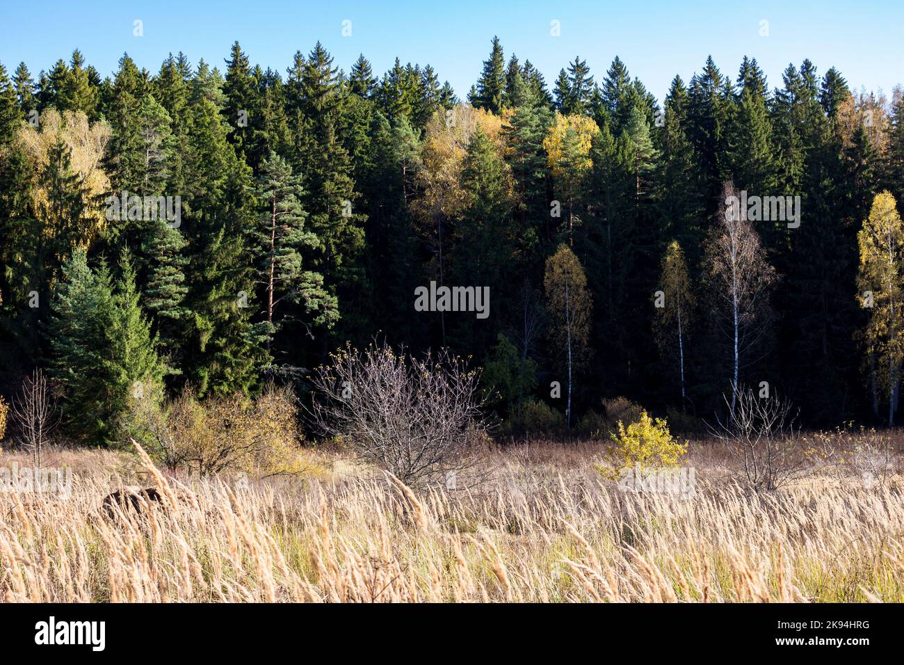 Edge of mixed forest in autumn season landscape Stock Photo - Alamy