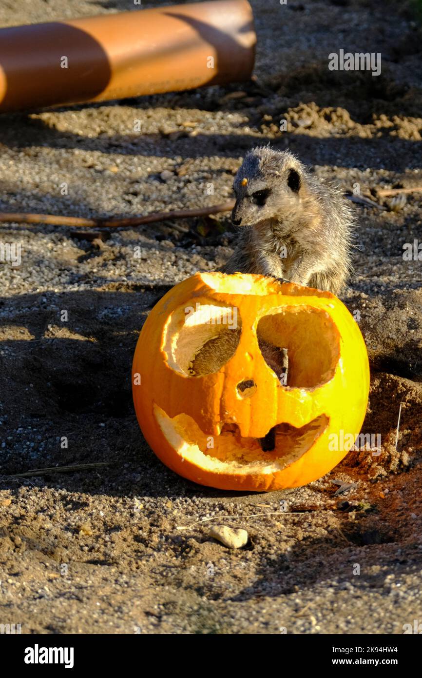 Wild Place Project, Bristol, UK. 26th Oct, 2020. Halloween themed ...