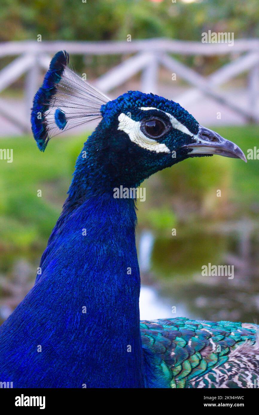 Peacock Full Body