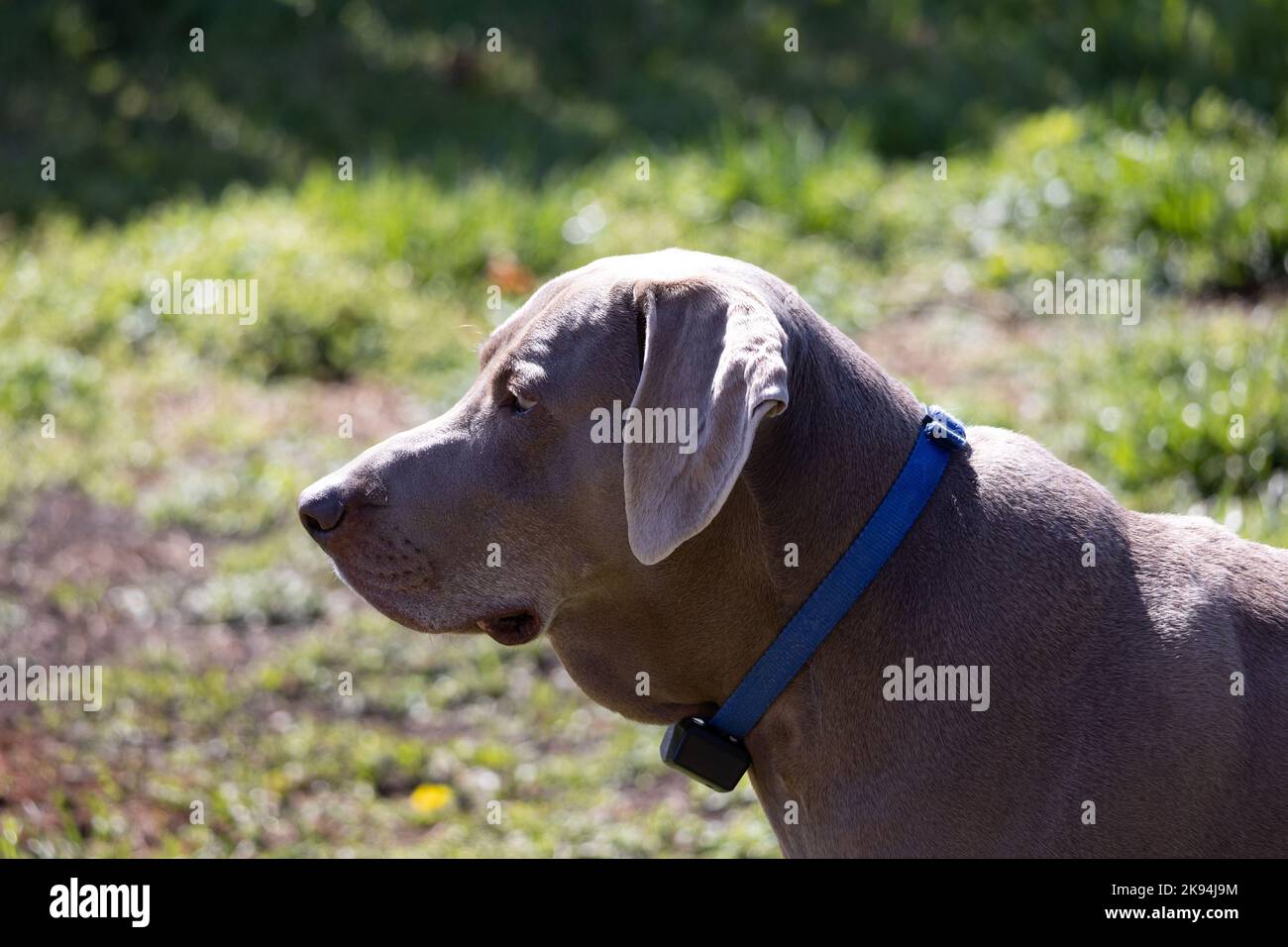 A gray labrador dog with a blue-collar outdoors Stock Photo - Alamy