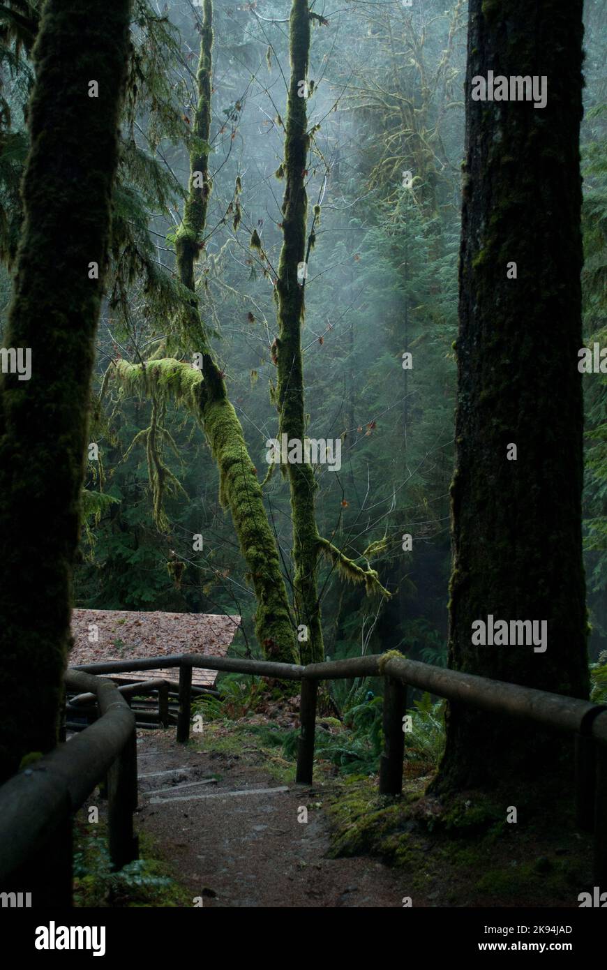 A walkway in a foggy mossy forest Stock Photo - Alamy
