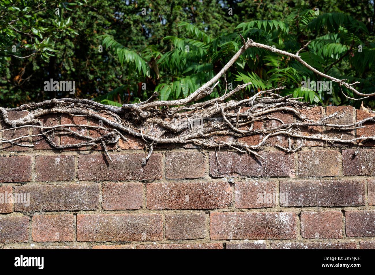 Roots of a tree attached to a garden wall Stock Photo - Alamy