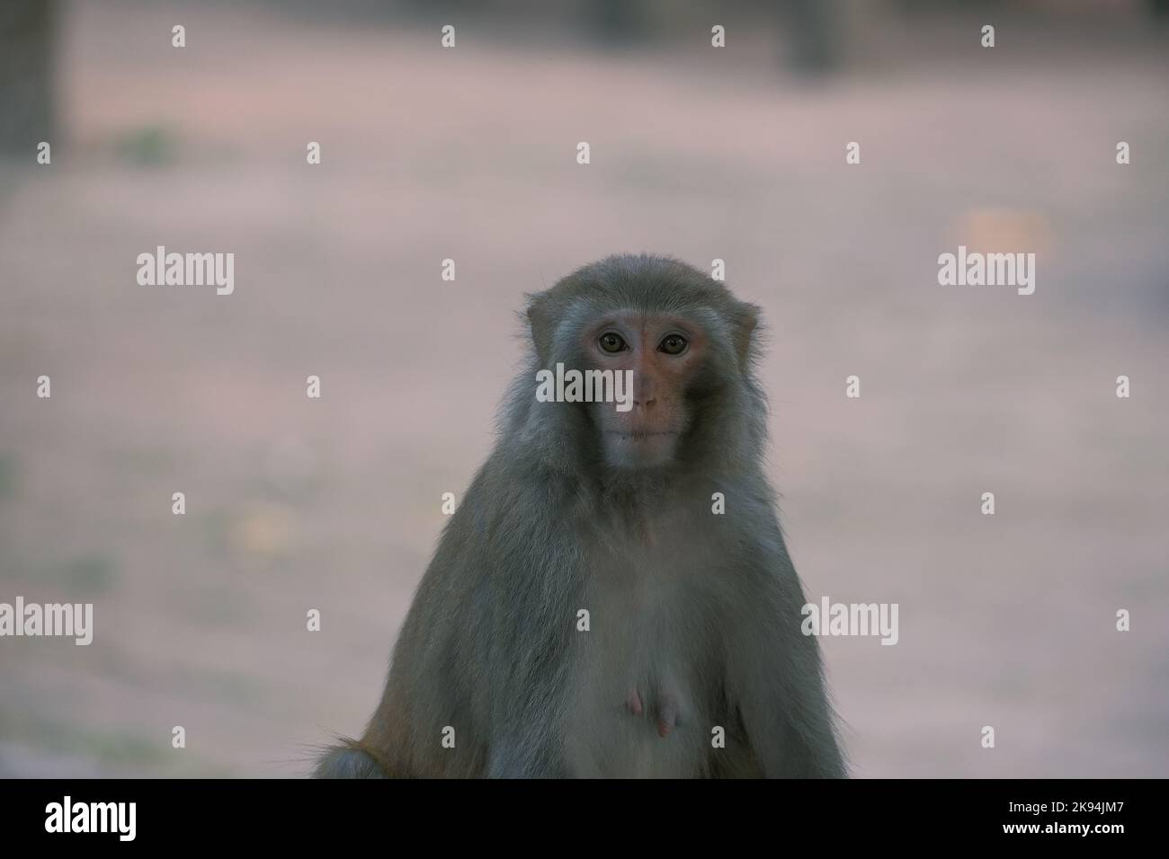 A portrait of adorable fluffy monkey in the blurred background Stock ...