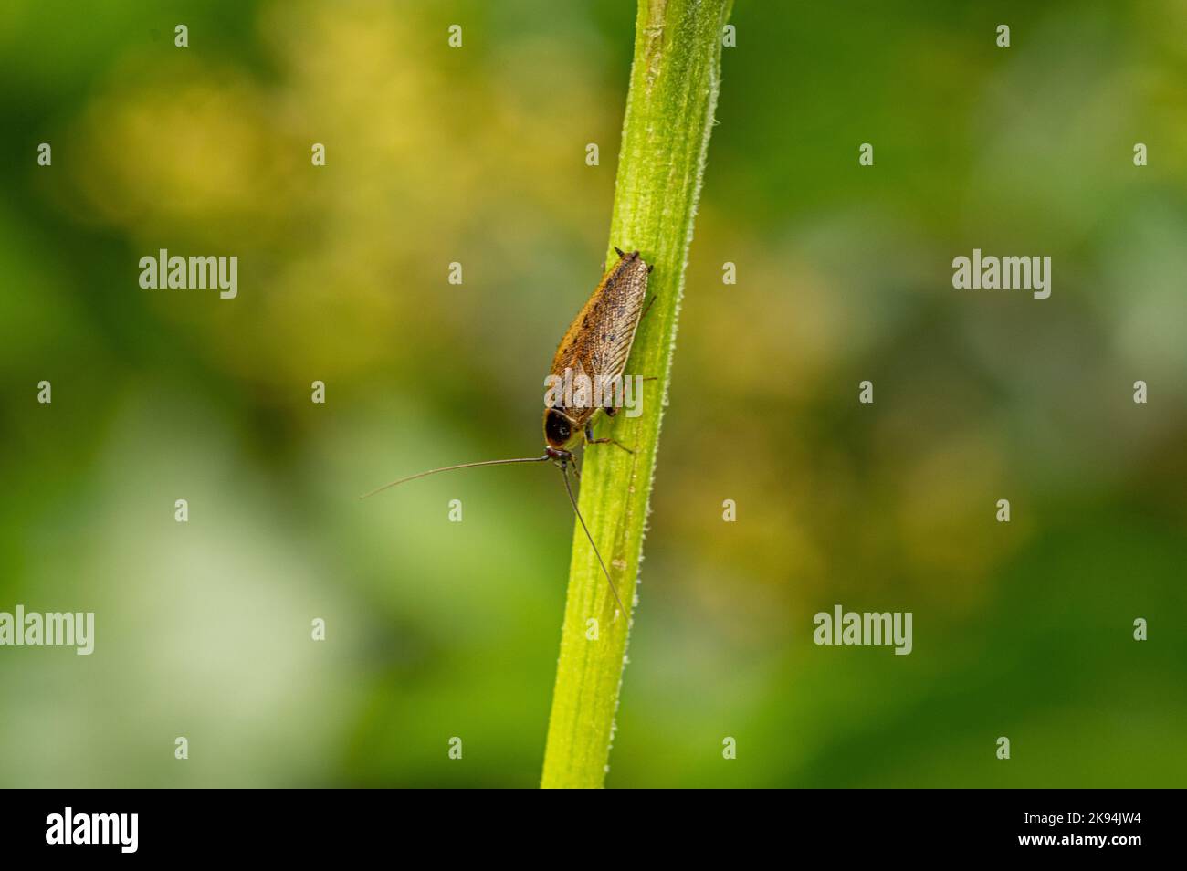 A shallow focus shot of a dusky cockroach clinging to a green plant ...