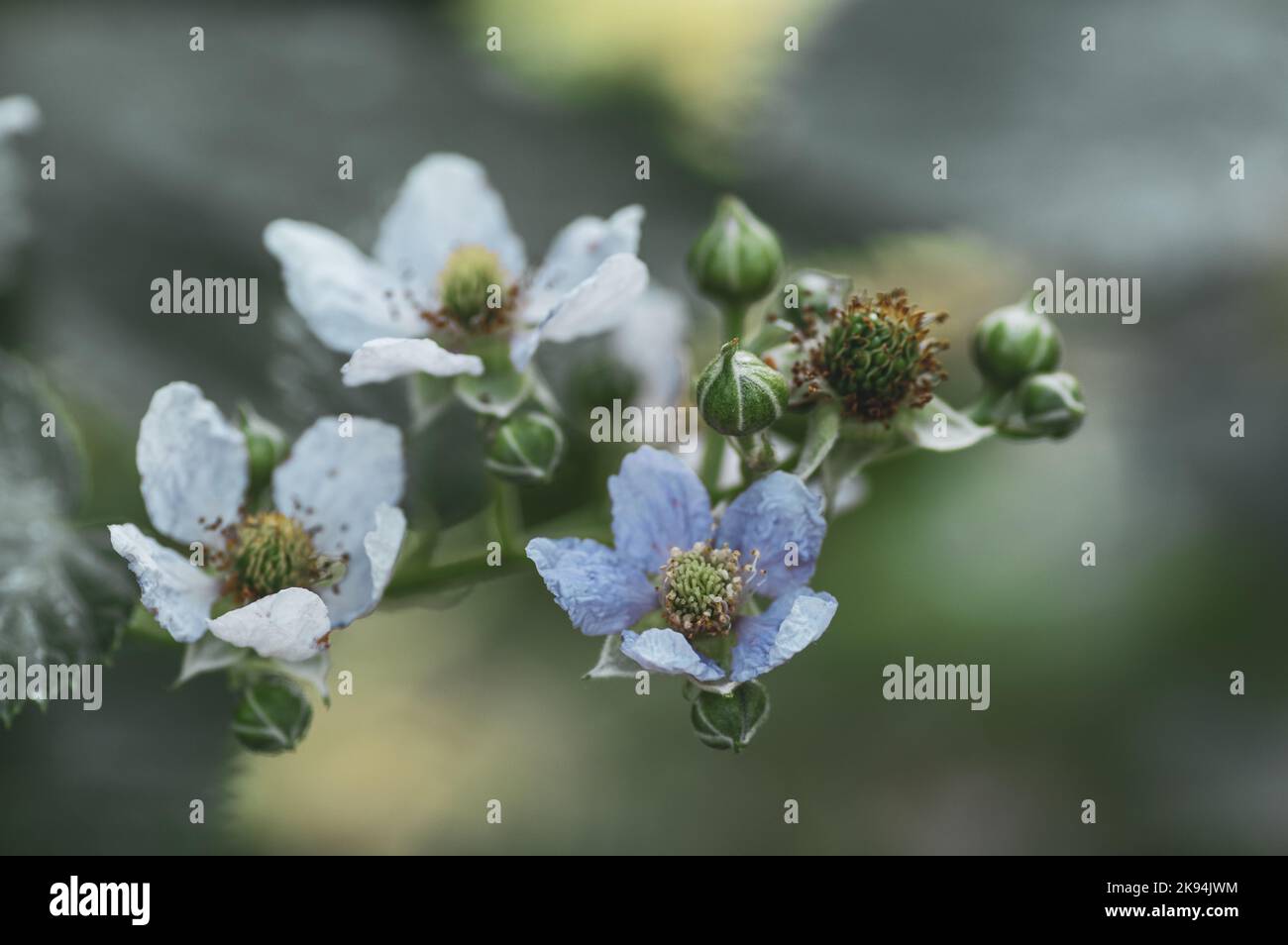 A shallow focus shoit of Rubus trifidus petal flowers with blur ...