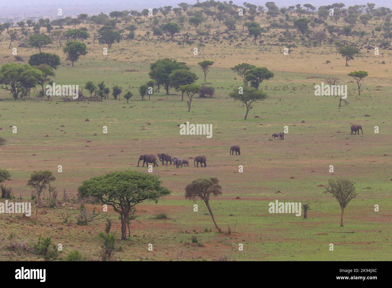 GRUMETI GAME RESERVE TANZANIA Stock Photo - Alamy