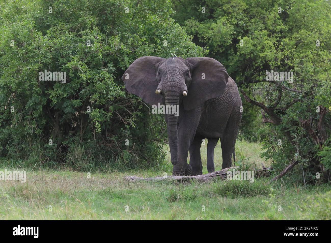 Grumeti elephant hi-res stock photography and images - Alamy
