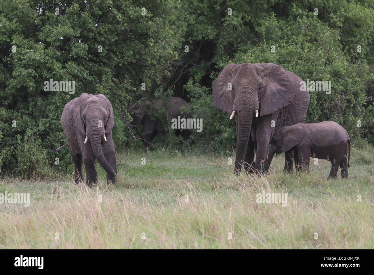 Grumeti elephants hi-res stock photography and images - Alamy