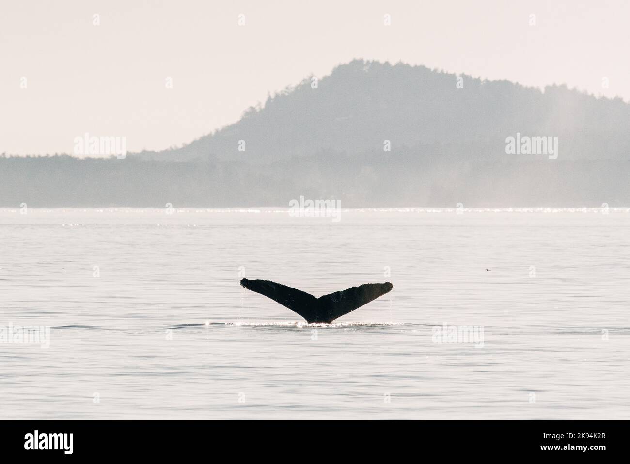 The tail of humpback whale, diving into sea water Stock Photo - Alamy