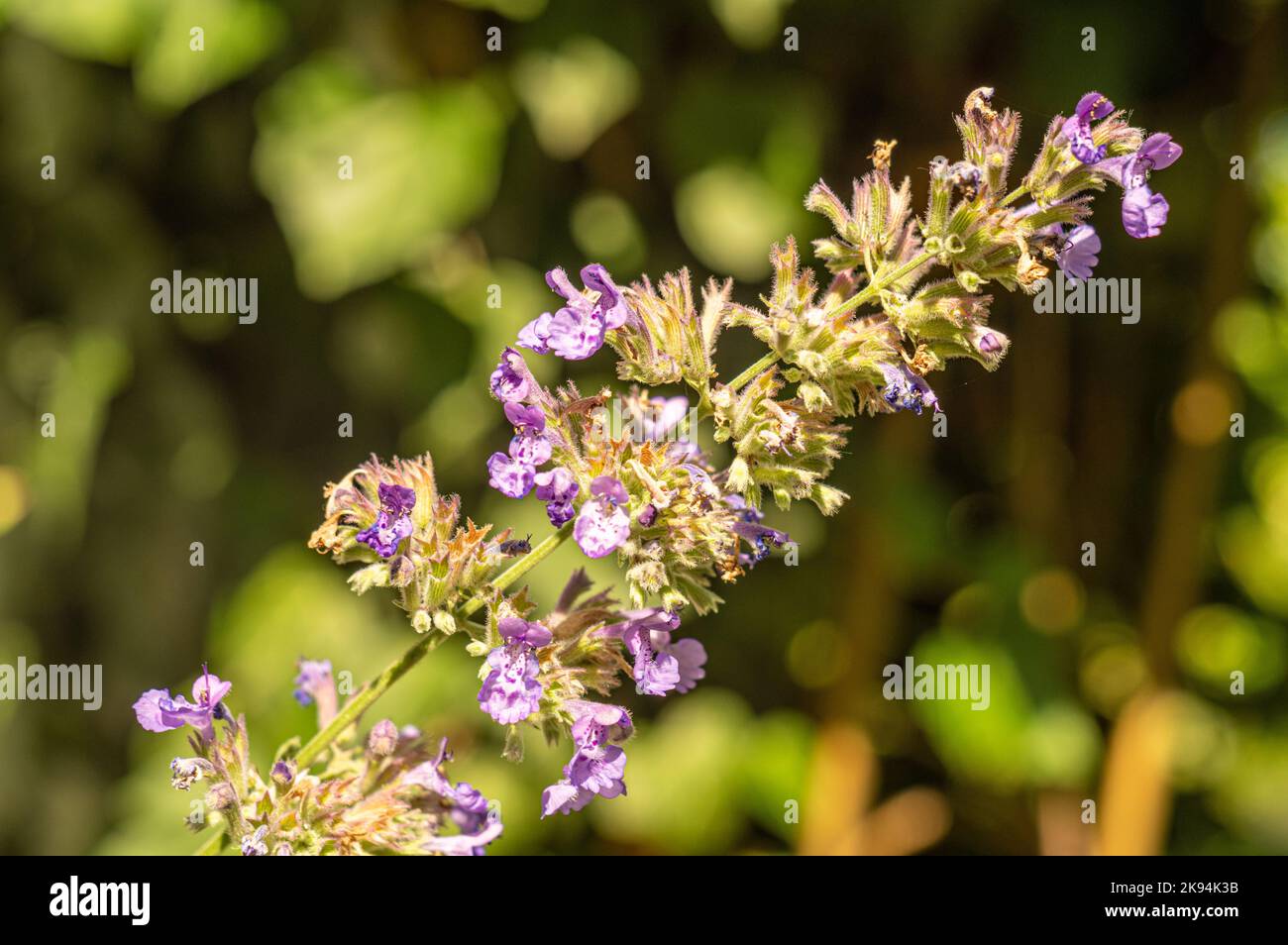 A shallow focus shoit of Catnip flower with blur background Stock Photo ...