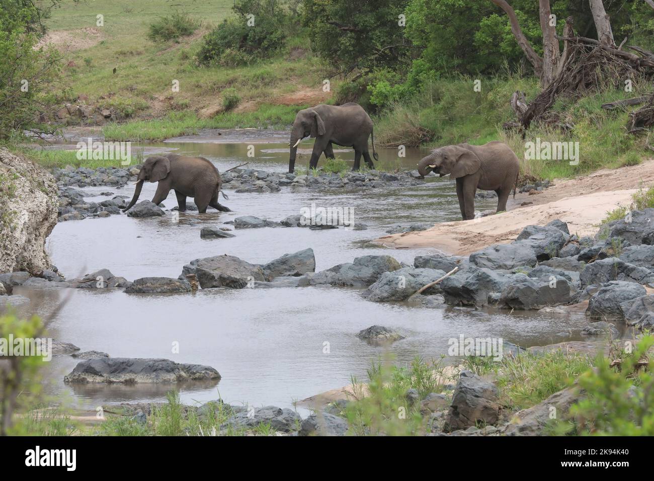 Grumeti game reserve hi-res stock photography and images - Alamy