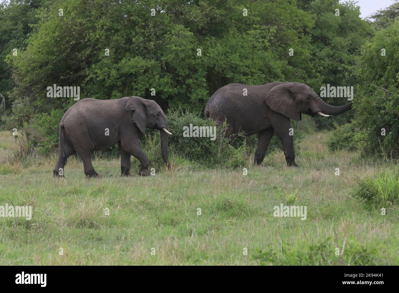 Grumeti elephant hi-res stock photography and images - Alamy