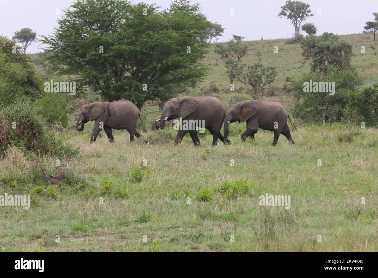 GRUMETI GAME RESERVE TANZANIA Stock Photo - Alamy