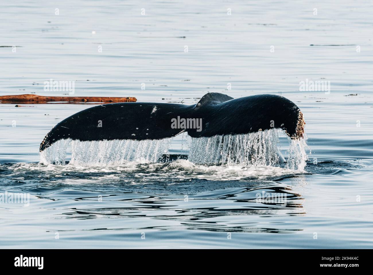 A tail of killer whale in motion Stock Photo - Alamy