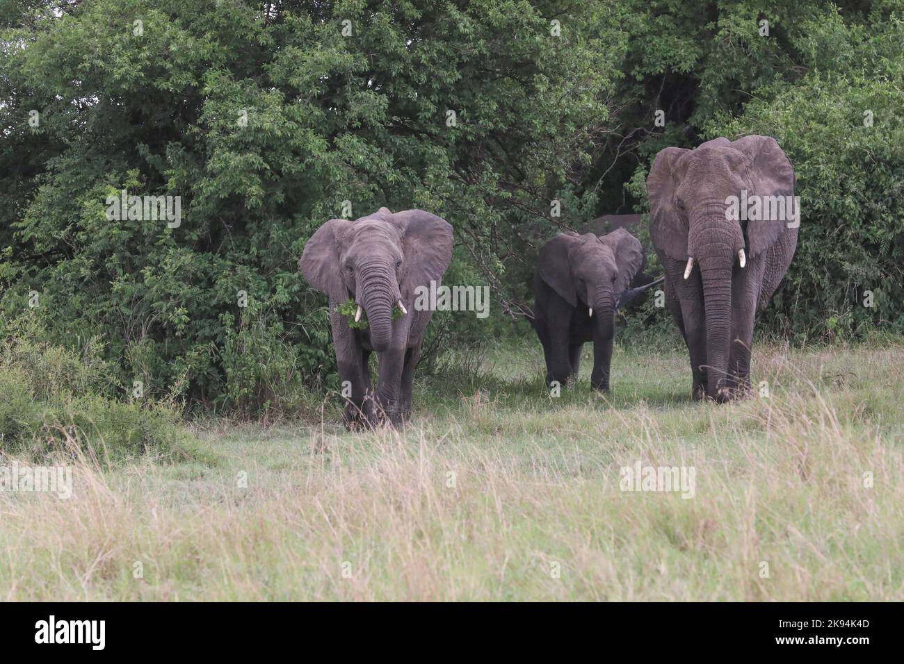 GRUMETI GAME RESERVE TANZANIA Stock Photo - Alamy