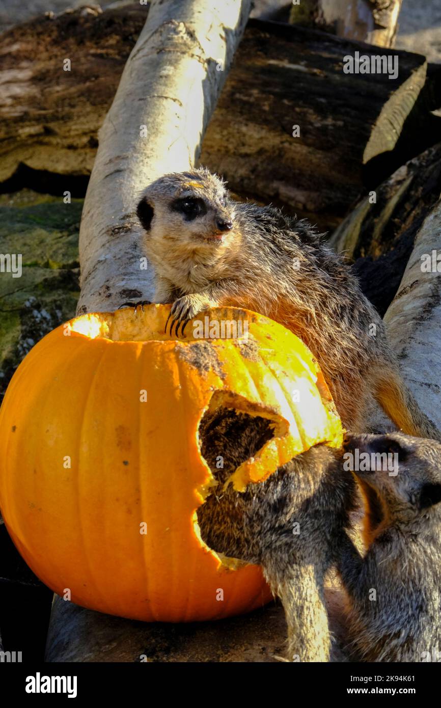 Wild Place Project, Bristol, UK. 26th Oct, 2020. Halloween themed ...