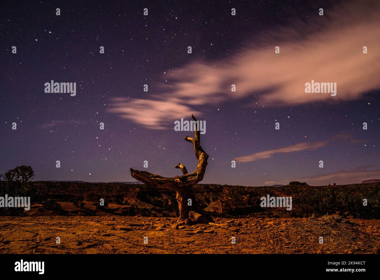 A beautiful shot of rocks and trees under a starry night sky at a ...
