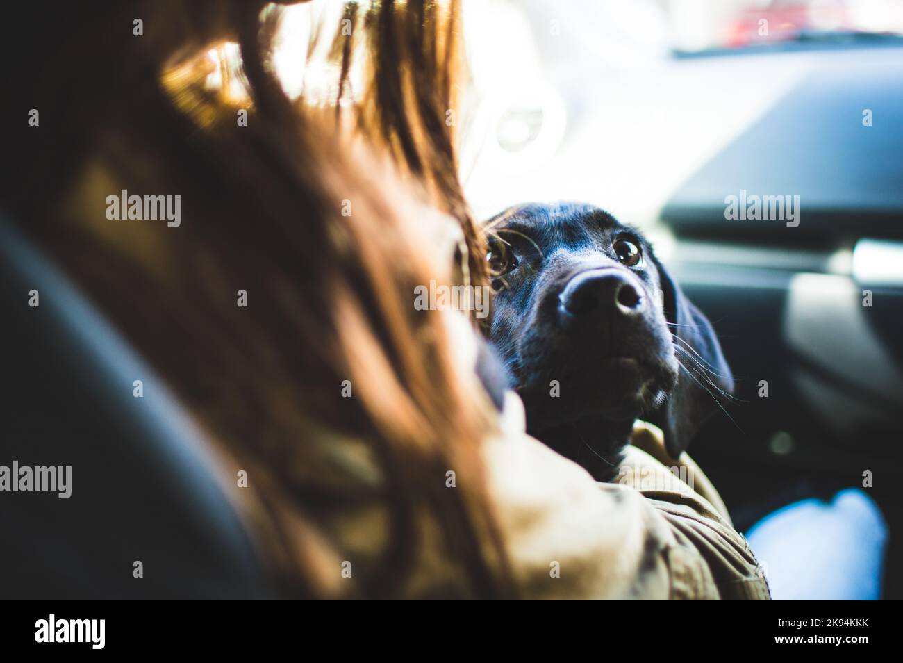 A black Labrador puppy in a car looking at its owner who is holding the ...