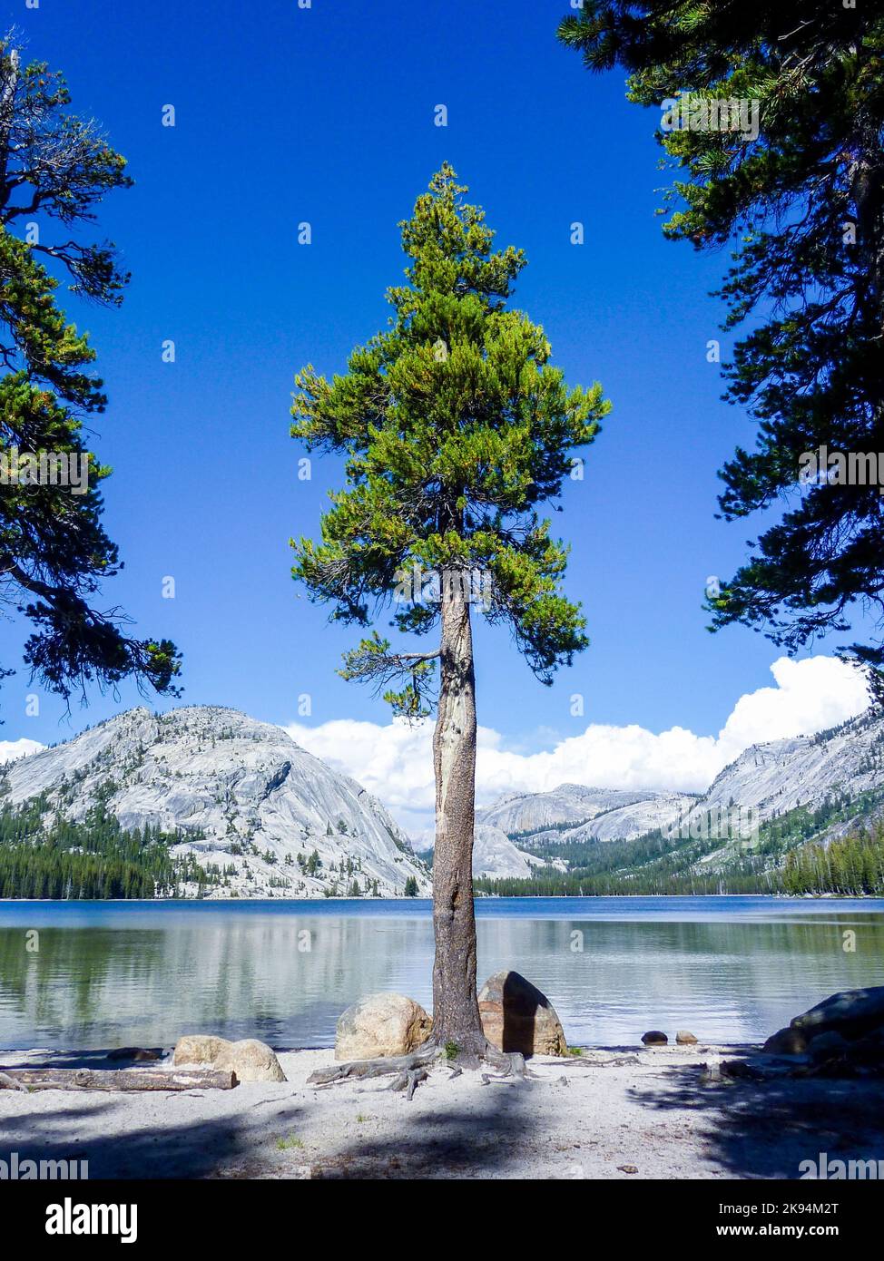 A Lodgepole pine tree with bright green foliage on clear blue sky by ...