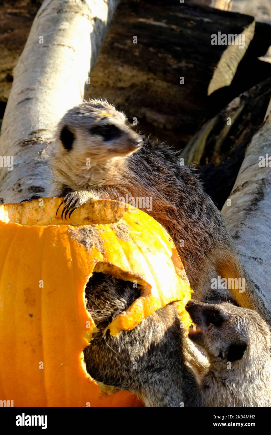 Wild Place Project, Bristol, UK. 26th Oct, 2020. Halloween themed ...