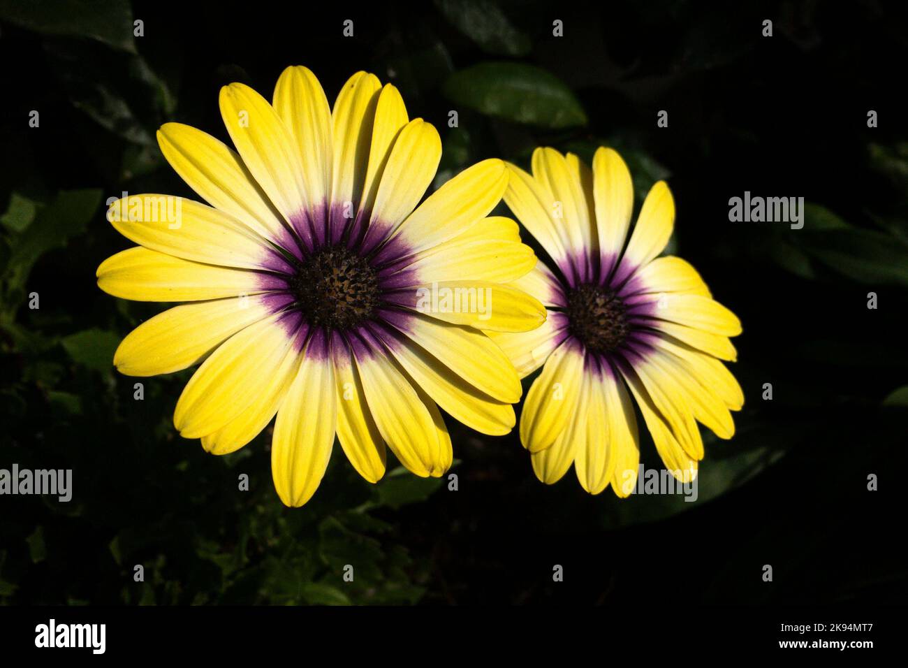 A closeup shot of yellow daisy flowers from Australia Stock Photo - Alamy
