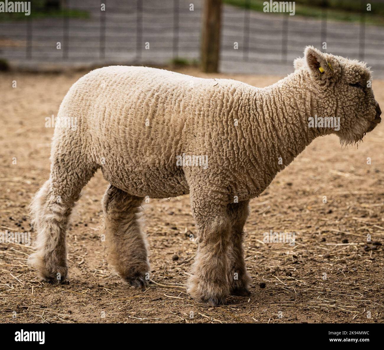 Ryeland sheep hi-res stock photography and images - Alamy