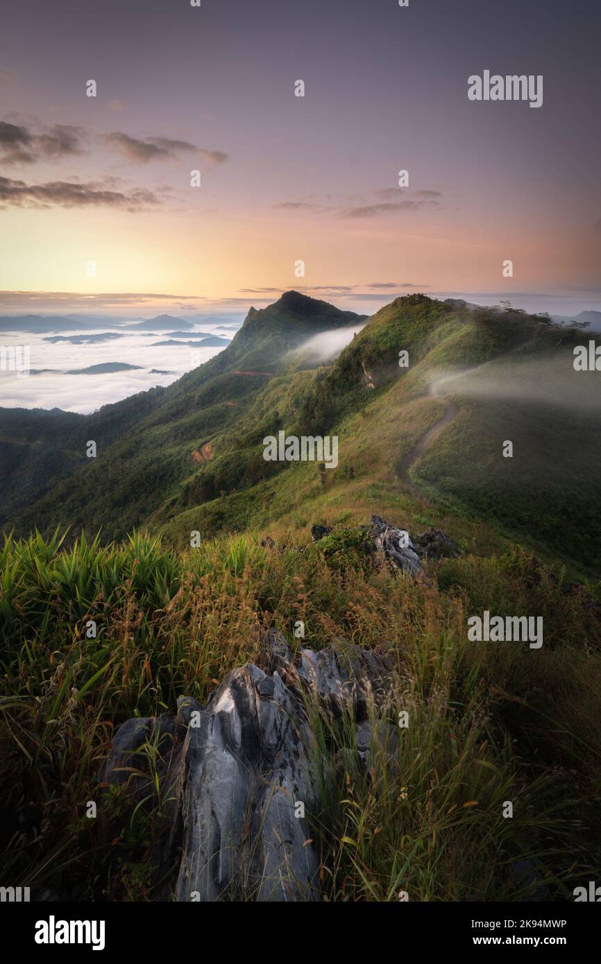 A vertical shot of rice fields, mountains, and Kyoto bamboo forest in ...