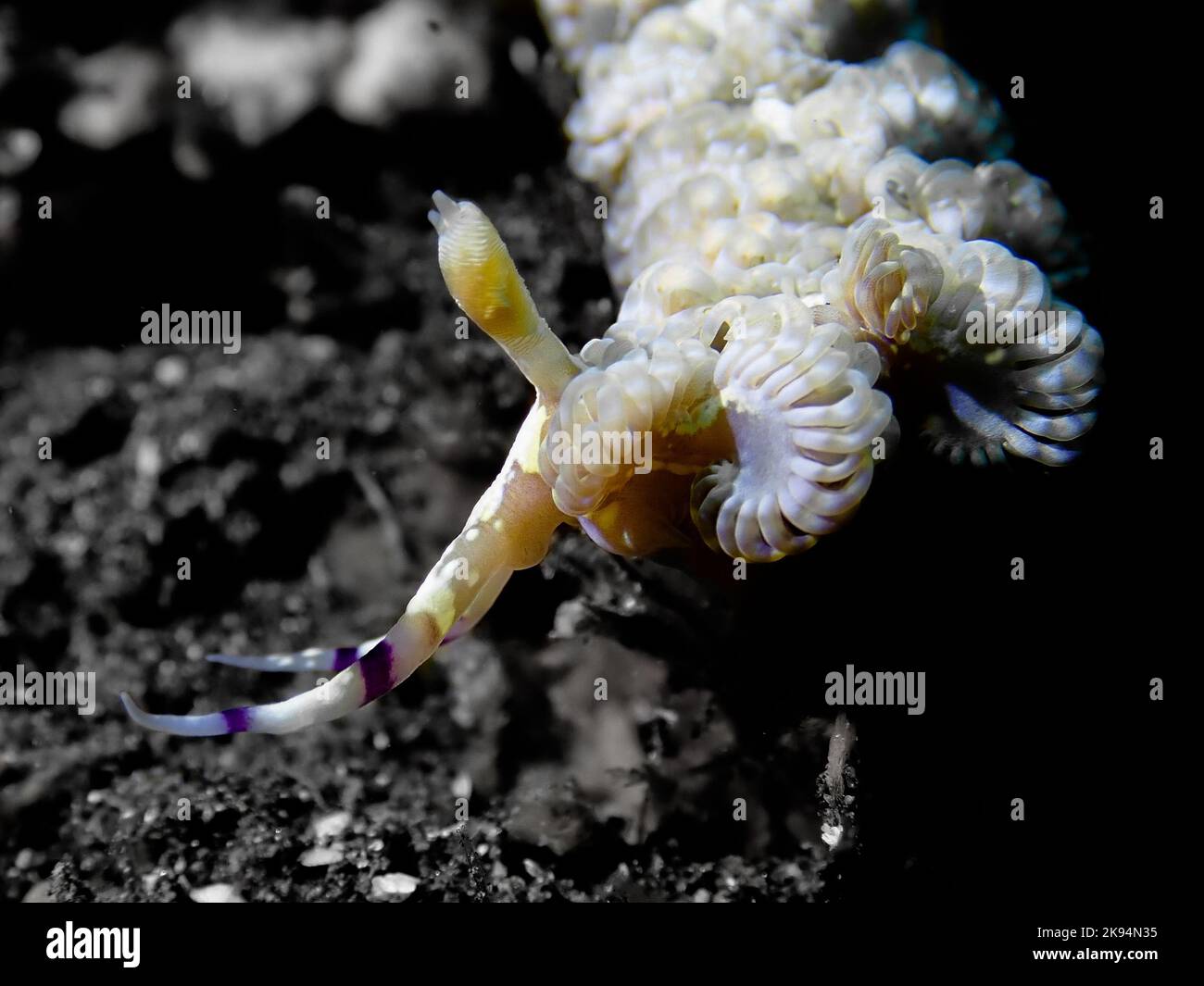 Blue dragon sea slug nudibranch hi-res stock photography and images - Alamy