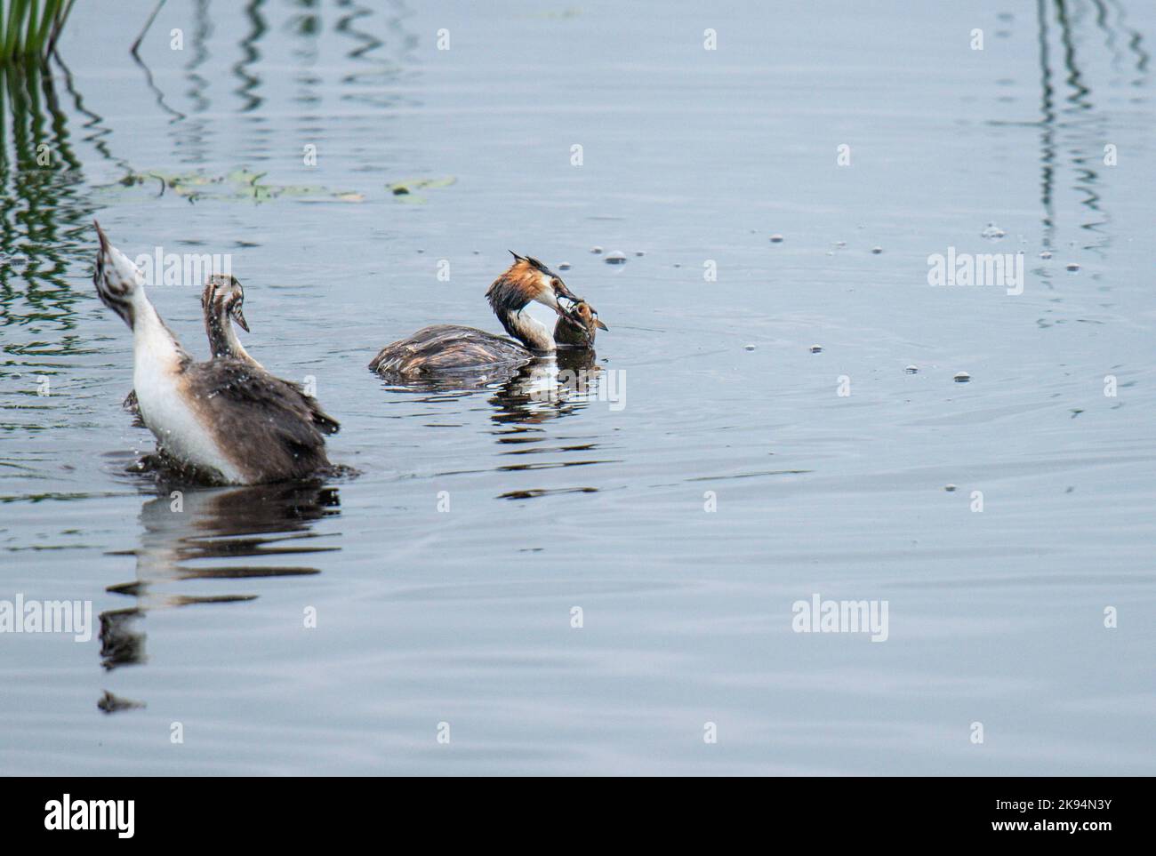 A closeup of a Great-Crested Grebe eating a fish in a pond Stock Photo ...