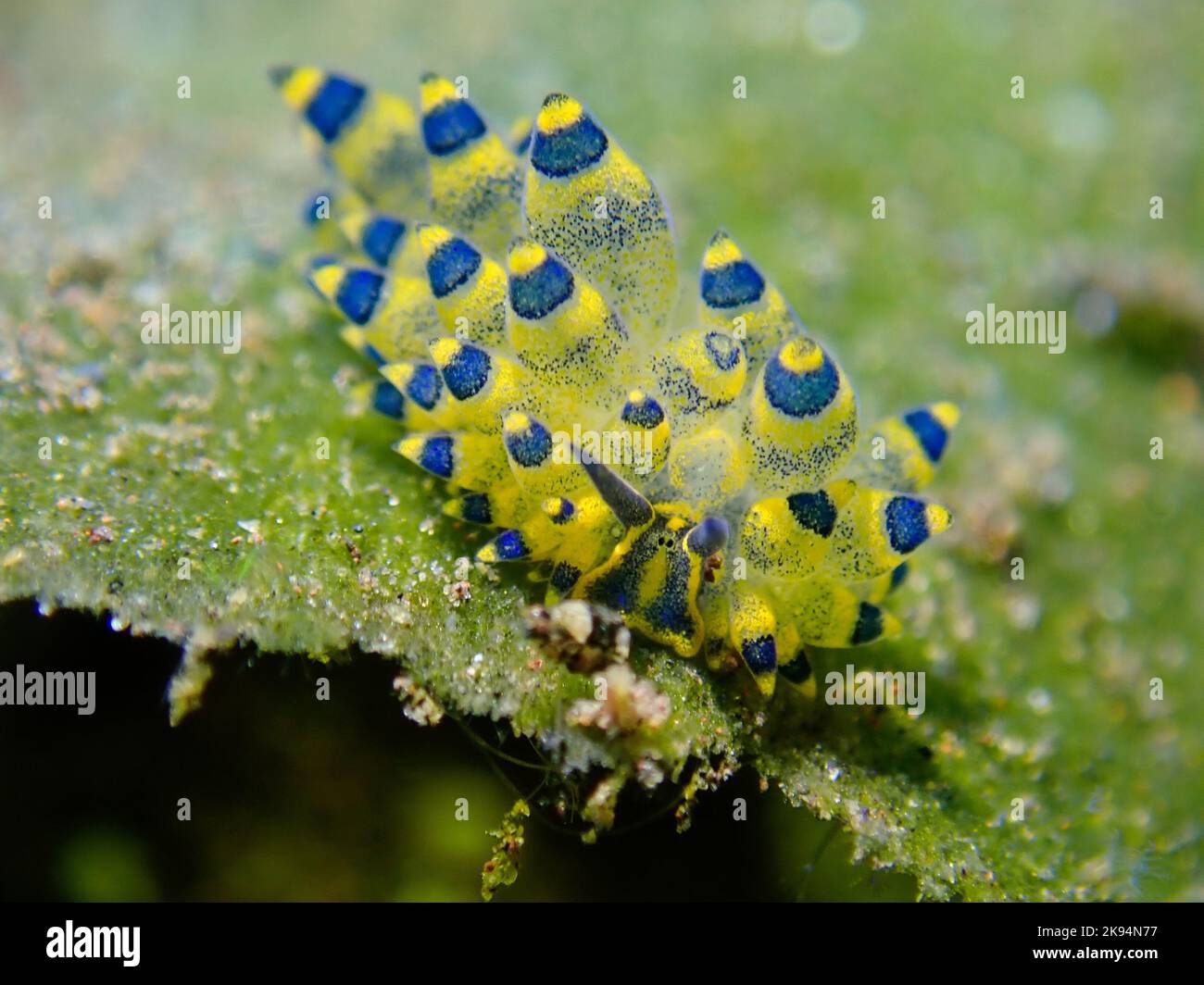 Shaun the sheep by the sea hi-res stock photography and images - Alamy