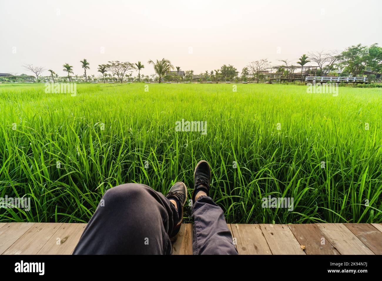 The man's feet sitting on a wooden dock against a green rice field in ...