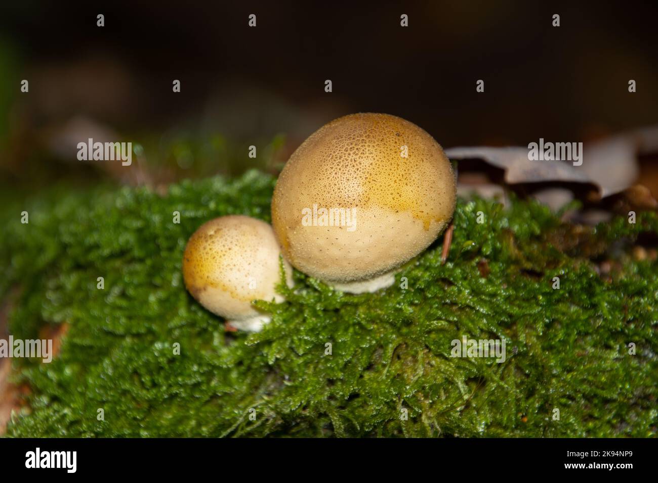 Scleroderma mushroom growing on moss, also called Kartoffelbovist Stock ...