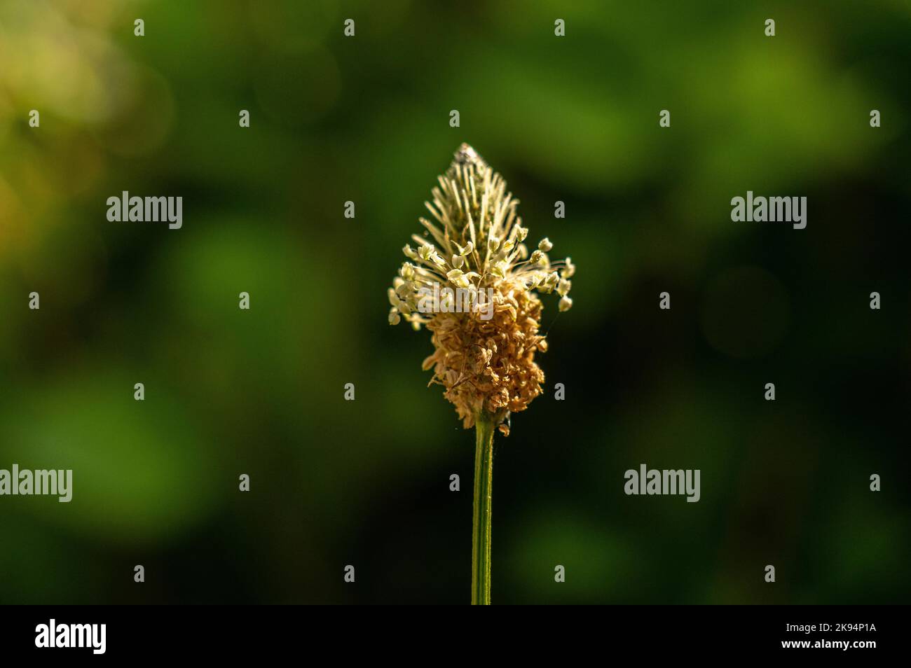 Ribwort plantain bloom hi-res stock photography and images - Alamy