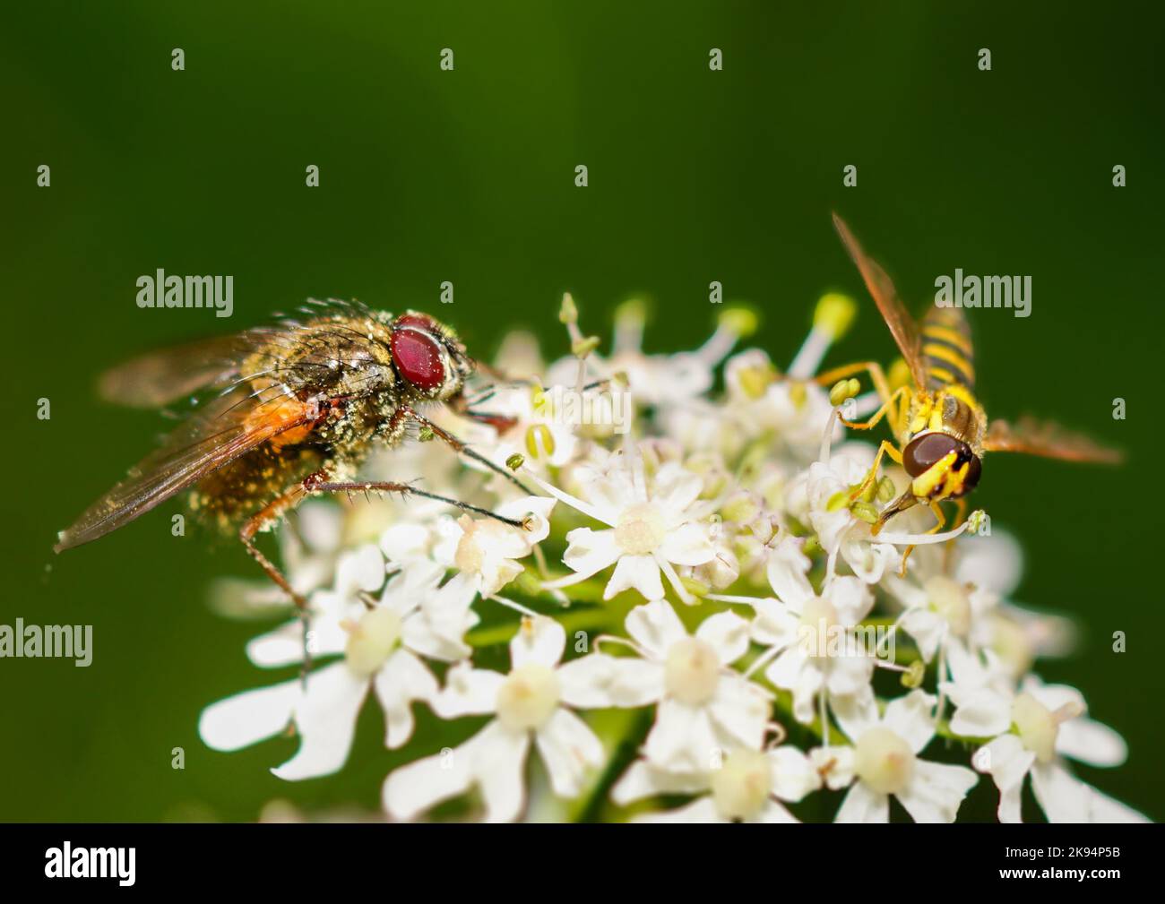 Fliegen hi-res stock photography and images - Alamy