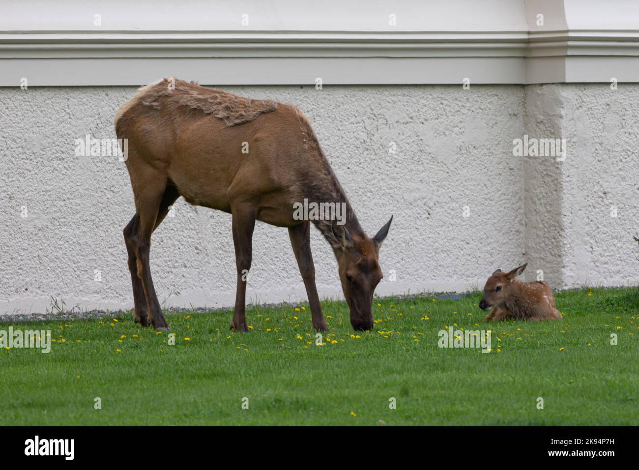 The close-up view of a baby deer watching a female Roosevelt elk grazing Stock Photo - Alamy