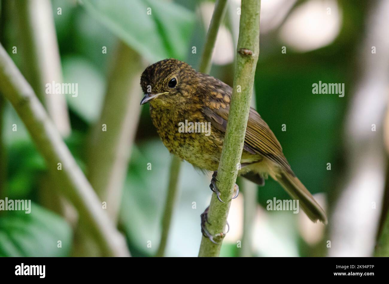 A young Robin bird that is still brown and has not yet developed red ...