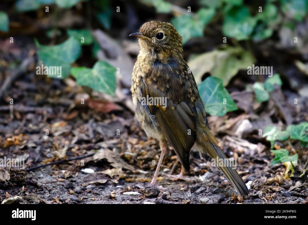 A young Robin bird that is still brown and has not yet developed red ...