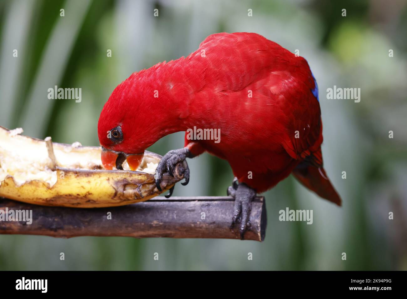 A closeup of a red lory eating banana Stock Photo - Alamy