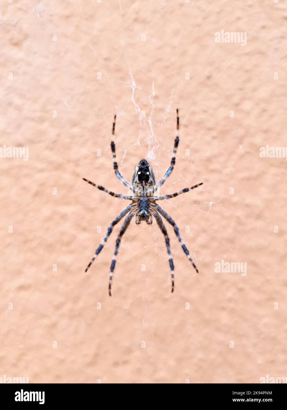 Larinioides sclopetarius spider hi-res stock photography and images - Alamy