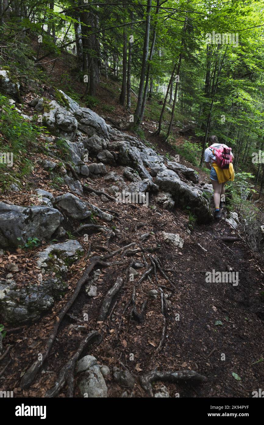 A vertical of a hiker walking along a hiking trail in dense forest with ...