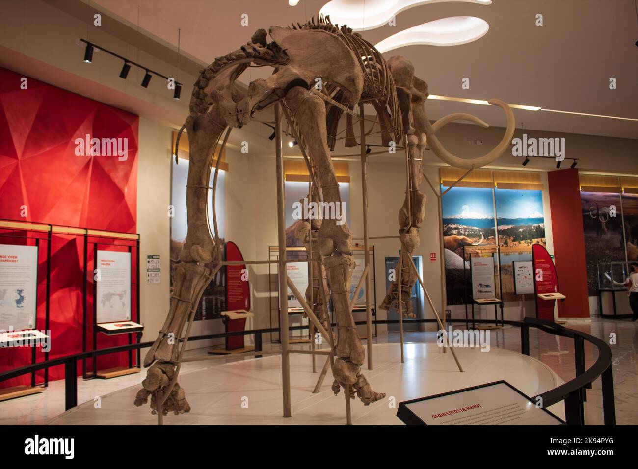 A Mammoth skeleton in the Zumpango museum Stock Photo - Alamy