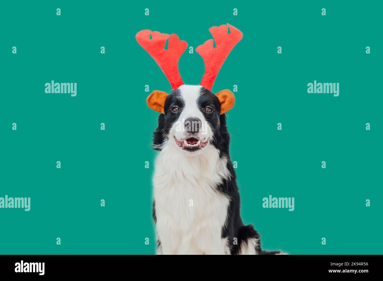 Merry Christmas concept. Funny portrait of cute smiling puppy dog ...