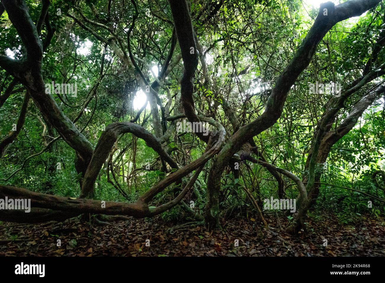 Huge traditional trees from Kerala forest Stock Photo - Alamy