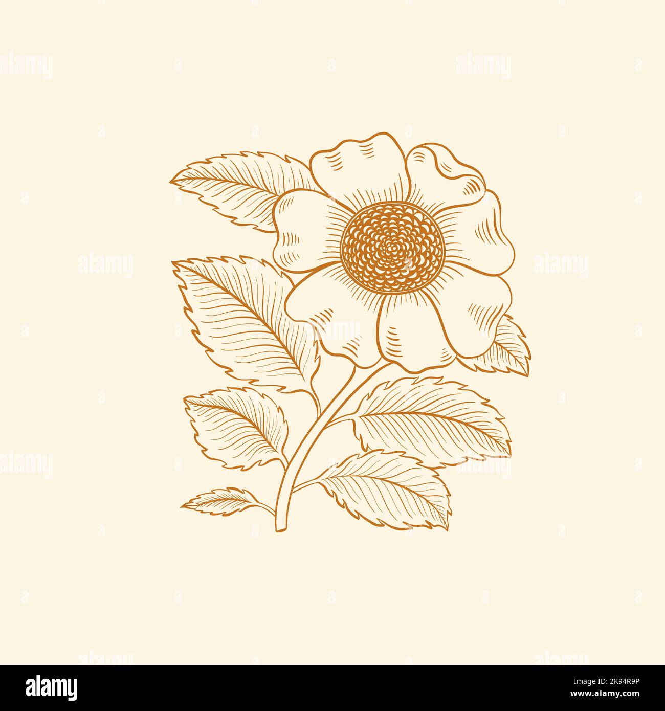 William rose Stock Vector Images - Alamy