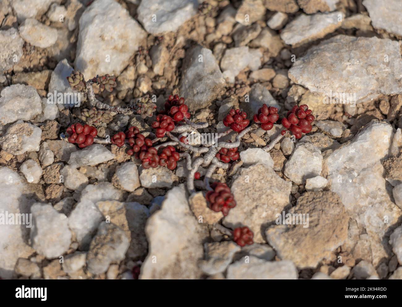 Diamorpha hi-res stock photography and images - Alamy