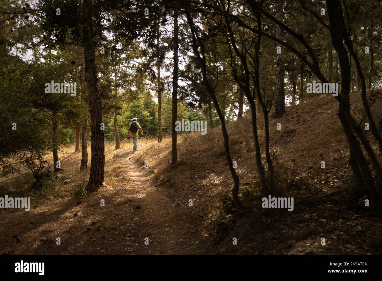 backpacker walking in a forest, Galilee, israel Stock Photo - Alamy